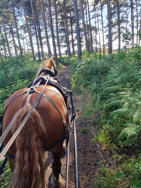 York: Horse Drawn Carriage Ride Around the Countryside York - Authentic Insights from Reviews