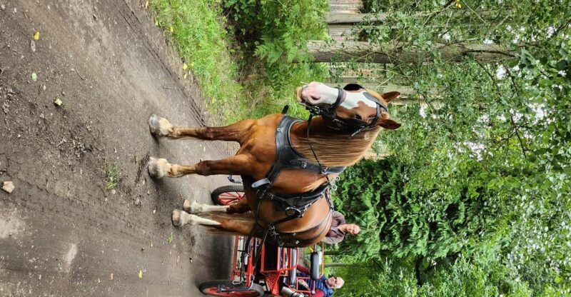 York: Horse Drawn Carriage Ride Around the Countryside York - The Sum Up