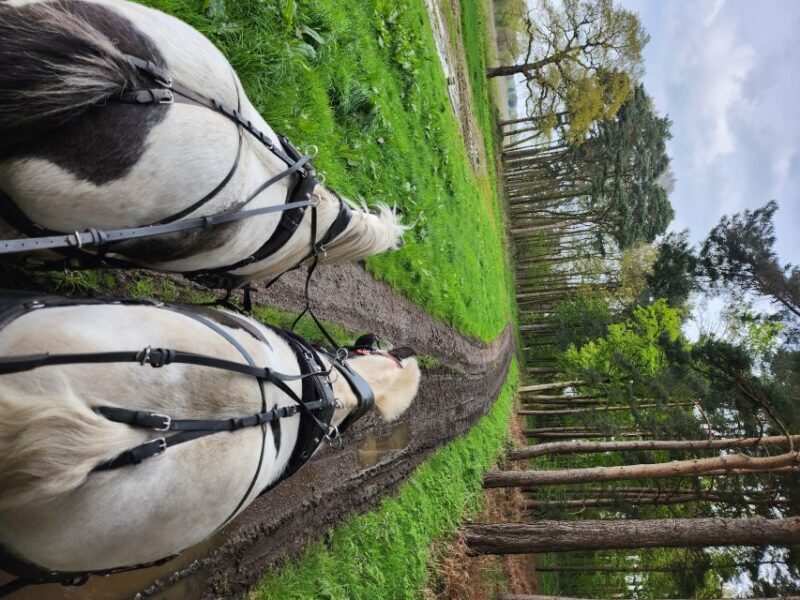 York: Horse Drawn Carriage ride & Cream Tea - A Closer Look at the Experience