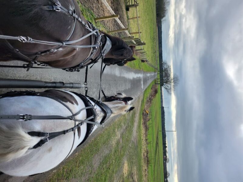 York: Horse Drawn Carriage ride & Cream Tea - How the Experience Fits into Your Trip
