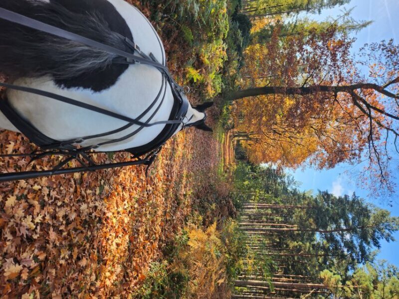 York: Horse Drawn Carriage ride & Cream Tea - The Sum Up