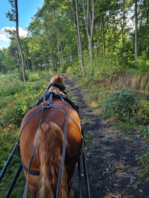 York: Private Horse-Drawn Carriage Ride and Afternoon Tea - An Authentic Journey through North Yorkshires Green Heart