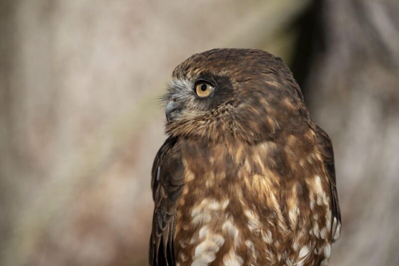 York: York Bird of Prey Centre Entry Ticket - Key Points