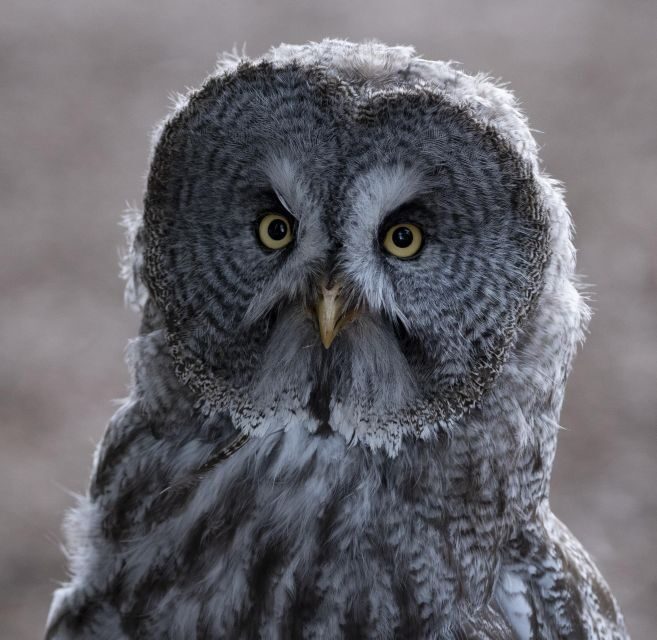 York: York Bird of Prey Centre Entry Ticket - A Detailed Look at What to Expect at York Bird of Prey Centre