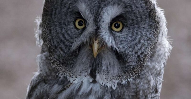 York: York Bird of Prey Centre Entry Ticket - Final Thoughts on Value