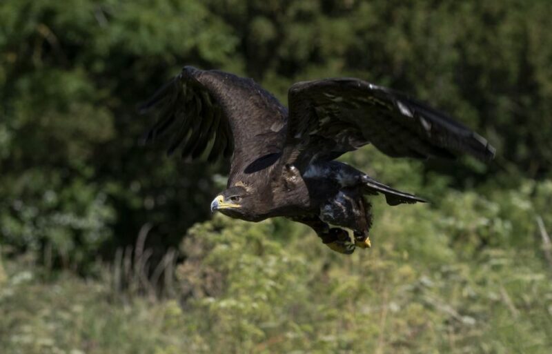 York: York Bird of Prey Centre Entry Ticket - FAQs