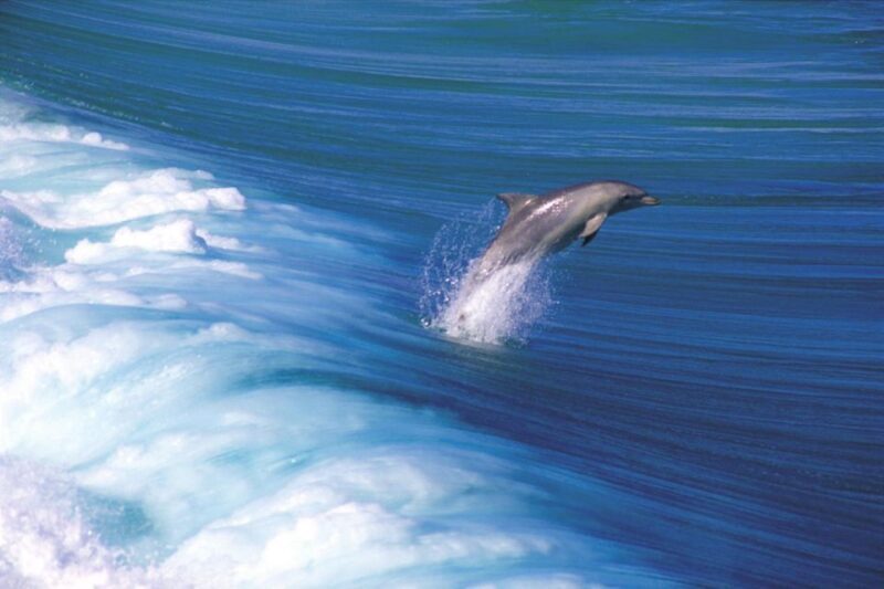 Yorke Peninsula: 3-Day Coastal Wilderness Tour from Adelaide - Starting in Adelaide: The Gateway to Natural Beauty
