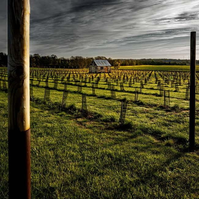 Yorkshire: Loversall Vineyard Wine Tasting and Tour - What to Expect on Your Yorkshire Vineyard Tour