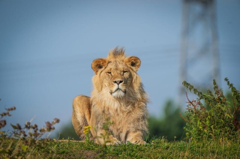 Yorkshire Wildlife Park: Entry Ticket - Key Points