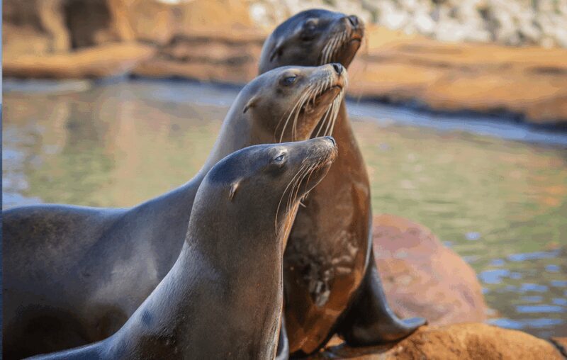 Yorkshire Wildlife Park: Entry Ticket - Introduction to Yorkshire Wildlife Park
