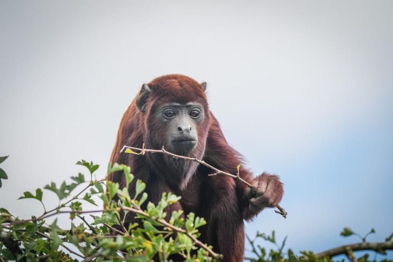 Yorkshire Wildlife Park: Entry Ticket - Value for Money
