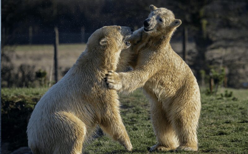 Yorkshire Wildlife Park: Entry Ticket - The Experience in Detail