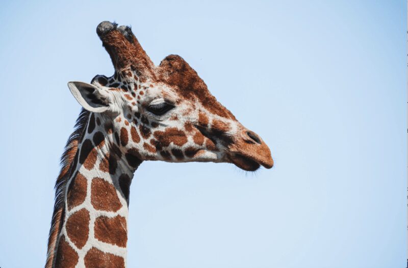 Yorkshire Wildlife Park: Entry Ticket - Who Will Love Yorkshire Wildlife Park?