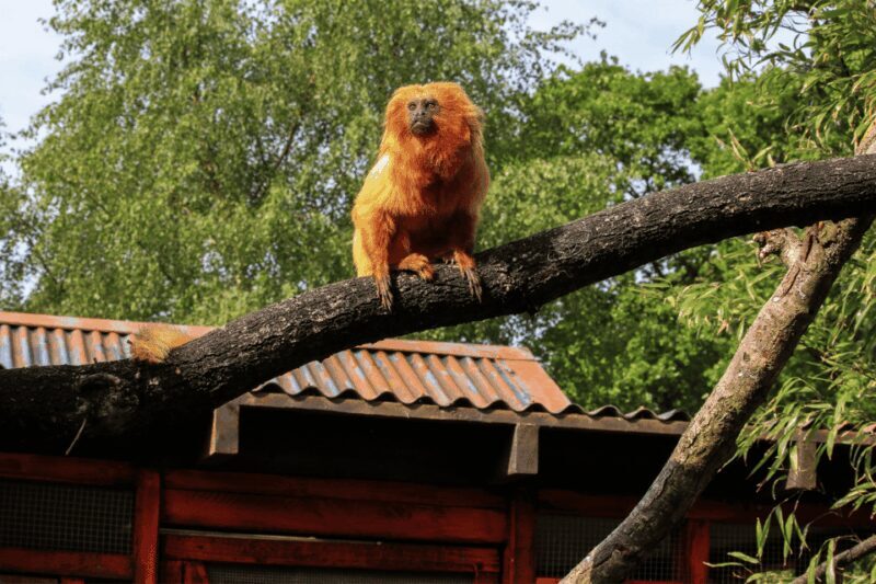 Yorkshire Wildlife Park: Entry Ticket - FAQ