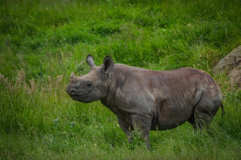 Yorkshire Wildlife Park: Entry Ticket - Final Thoughts