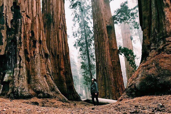 Yosemite and Giant Sequoias Day Tour - Tunnel View: Yosemite’s Scenic Gateway