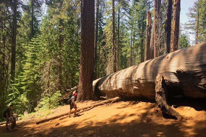 Yosemite and Giant Sequoias Day Tour - Optional Activities and Flexibility
