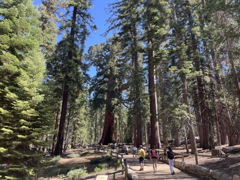 Yosemite, Giant Sequoias, Private Tour from San Francisco - Key Points