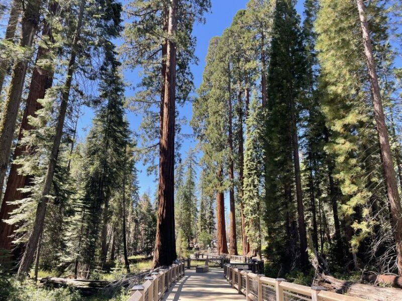 Yosemite, Giant Sequoias, Private Tour from San Francisco - FAQs