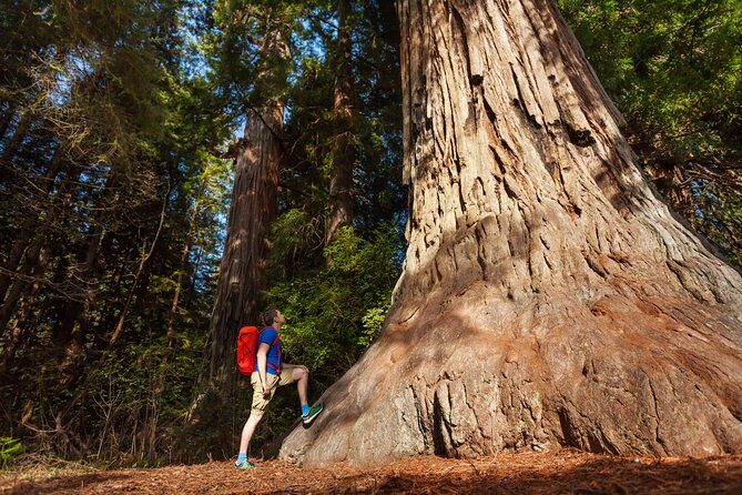 Yosemite National Park & Giant Sequoias 2-Day Semi-Guided Tour - Who Should Consider This Tour?