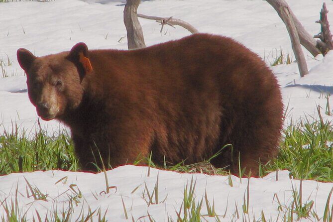 Yosemite National Park Private 1 Day Tour from San Francisco - The Experience in Depth