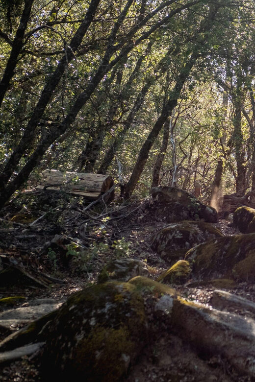 Yosemite Valley Area: Standard Bike Rental - Why This Experience Is Worth Considering