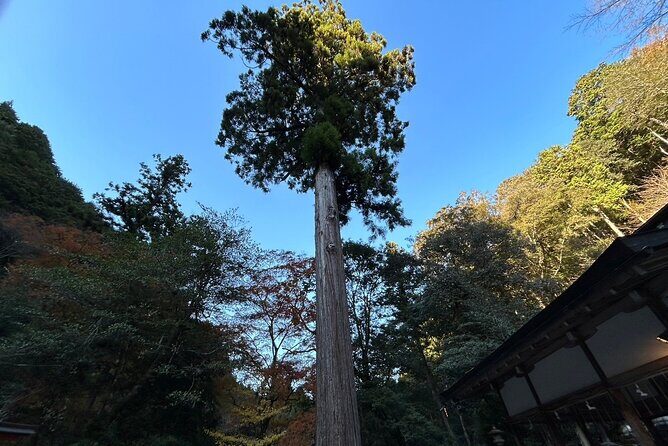 Yoshino Full Day Cycling + Hiking Tour - Starting Out: A Morning in Yoshino