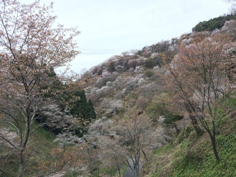 Yoshino: Private Guided Tour & Hiking in a Japanese Mountain - FAQ