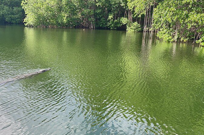 YS Falls and Black River Safari Including Pelican Bar Tour - Practical Details and Value