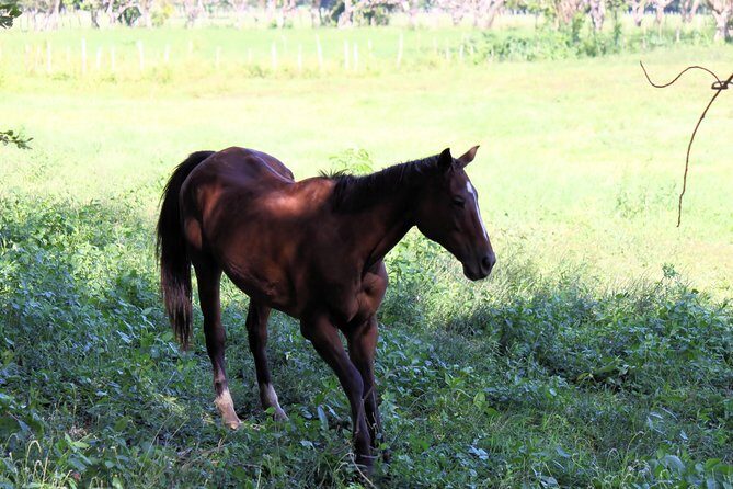 YS Falls and Sightseeing Tour Day Adventure - FAQ