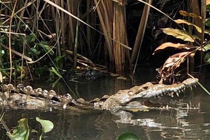 YS Falls, Black River Safari, Appleton Rum Tour OR Pelican Bar (Choose Up to 3) - Key Points