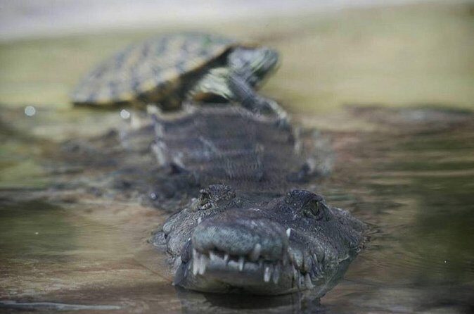 Ys Falls & Black River Safari Boat Cruise [Transportation only] - FAQ