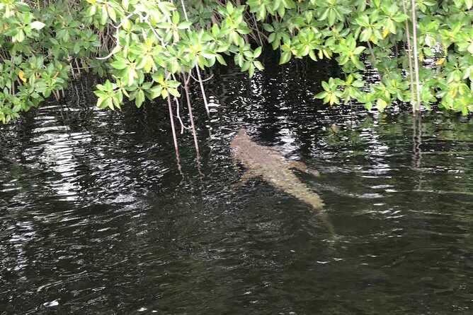 YS Falls, Black River Safari, Floyds Pelican Bar - Why Choose This Tour?