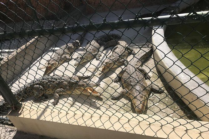 YS Falls, Black River Safari, Floyds Pelican Bar - Final Thoughts: Is This Tour Worth It?