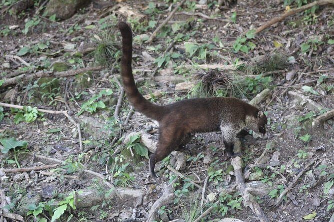 Yucatan Belize and Guatemala Private Tour - The Sum Up