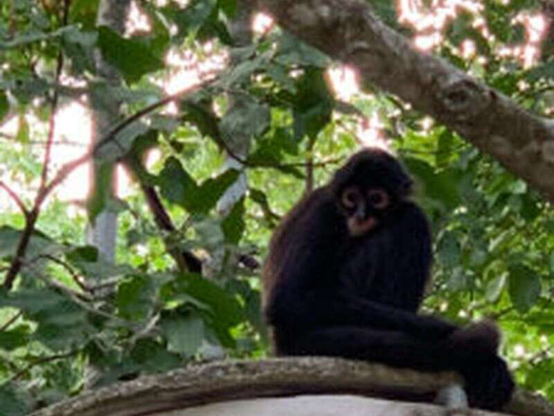 Yucatan: Coba Ruins & Punta Laguna Jungle Adventure - Traditional Mayan Ceremony and Local Culture