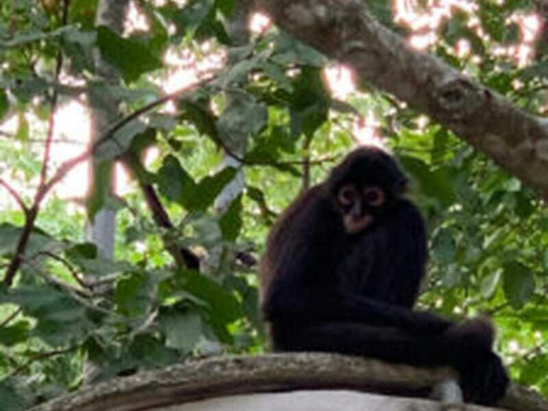 Yucatan: Coba Ruins & Punta Laguna Jungle Adventure - Adventure in the Jungle: Zip-Lining and Rappelling