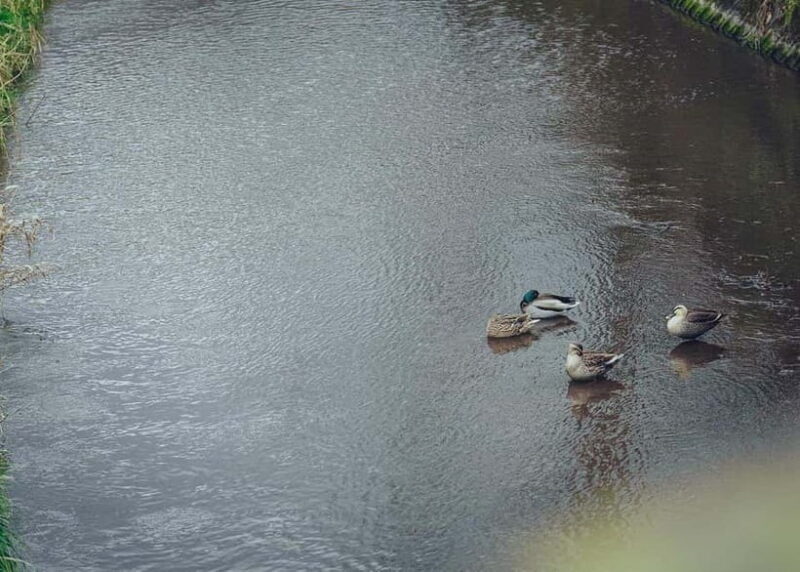 Yufuin: Onsen Wellness & Culinary Delights Guided Tour - FAQ