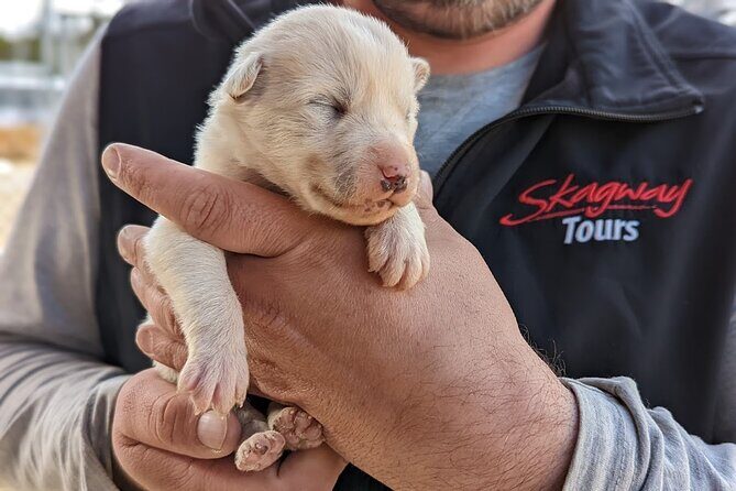 Yukon Husky Puppy Play Time & Summit Tour - Yukon Husky Puppy Play Time & Summit Tour: An Authentic Alaskan Experience