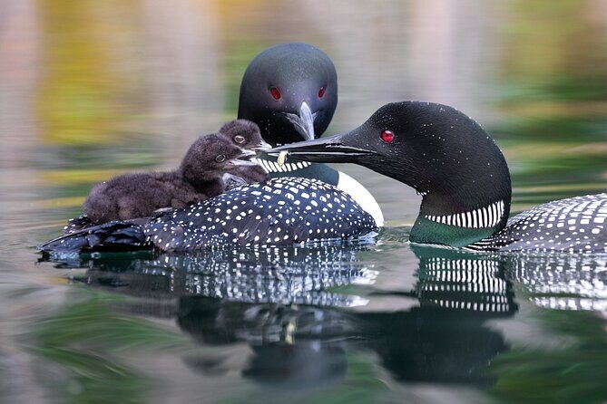 Yukon River Boat Tour Through Miles Canyon - A Detailed Look at the Yukon River Boat Tour