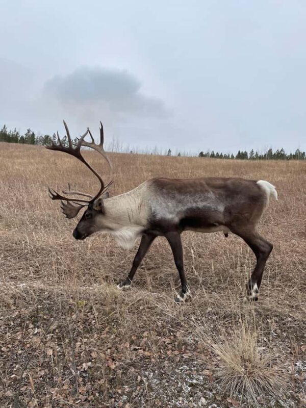 Yukon Wildlife & Nordic Hot Springs Experience - Exploring the Yukon Wildlife & Hot Springs Tour in Depth
