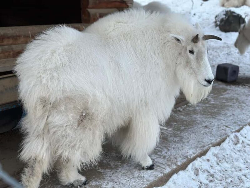 Yukon Wildlife & Nordic Hot Springs Experience - Who Will Love This Tour?