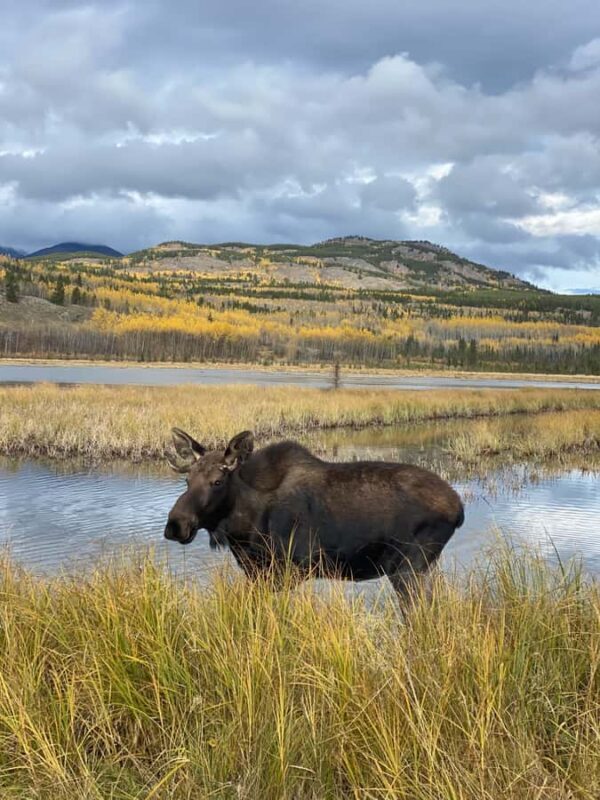 Yukon Wildlife & Nordic Hot Springs Experience - FAQ
