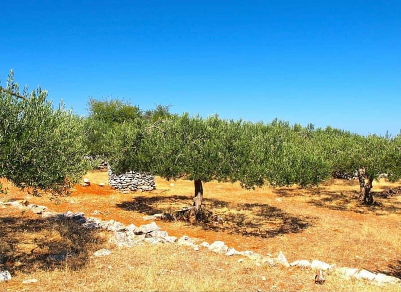 Zadar, ibenik: Olive Mill Tour, Tasting, Self Drive - Who Will Love This Tour?
