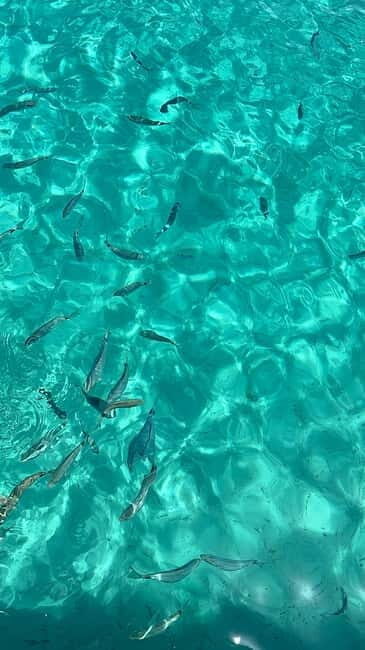 Zadar: Island Magic by Speedboat  A Paradise Escape - Who Will Love This Tour