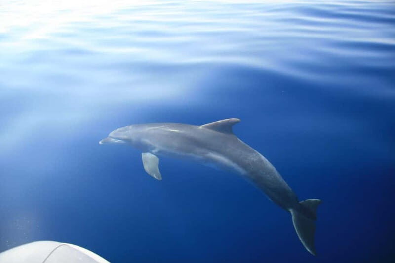 Zadar: Speedboat Tour with Snorkeling & Fruit - The Sum Up