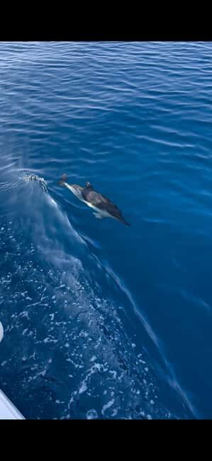 Zadar: Sveti Filip i Jakov Dolphin Watching Morning Tour - The Itinerary: What to Expect on This Dolphin Tour