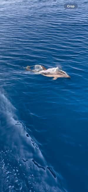 Zadar: Sveti Filip i Jakov Dolphin Watching Morning Tour - The Boat and Group Size