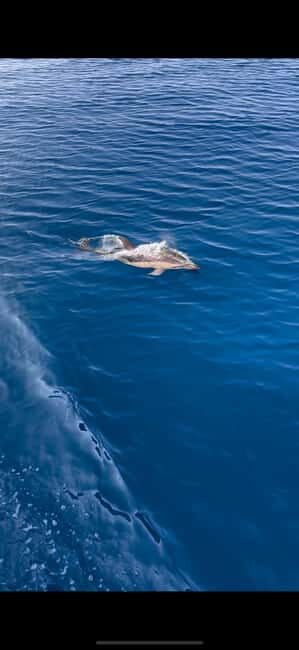 Zadar: Sveti Filip i Jakov Dolphin Watching Morning Tour - Reviews: Authentic Experiences from Past Travelers