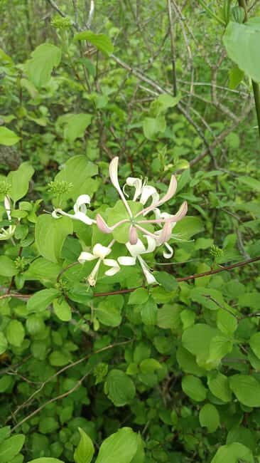 Zagreb through plants: an urban and botanical walk - Why This Tour Stands Out
